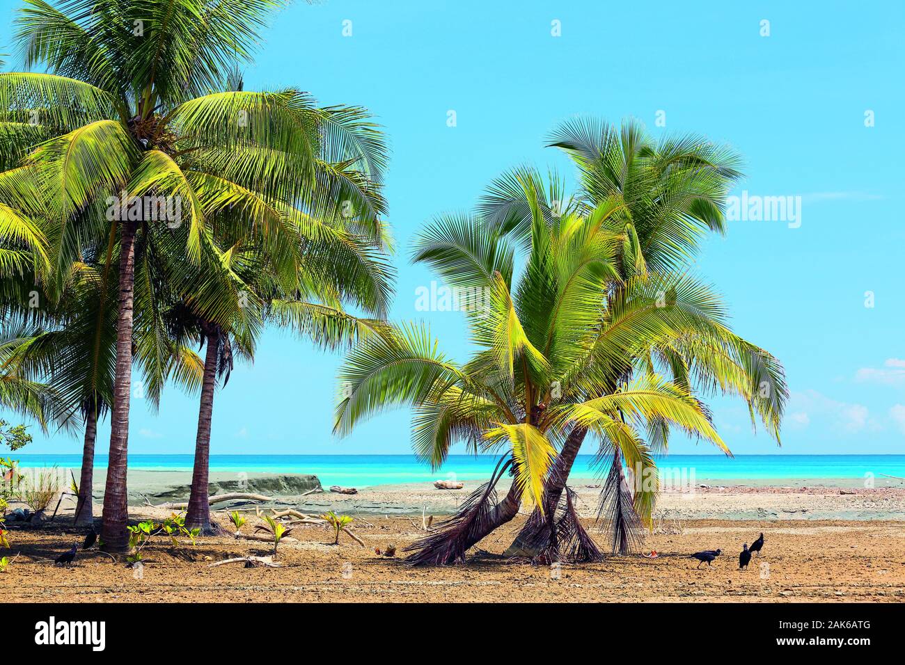 Provinz Puntarenas/Osa-Halbinsel: Playa Carate im Corcovado National ...
