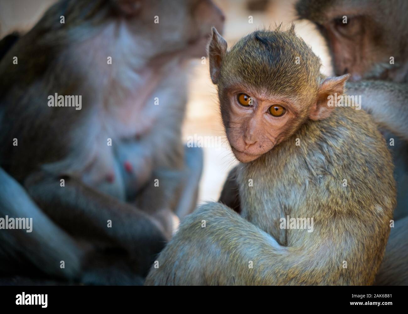 Young monkey with mom in temple looking camera portrait Stock Photo - Alamy