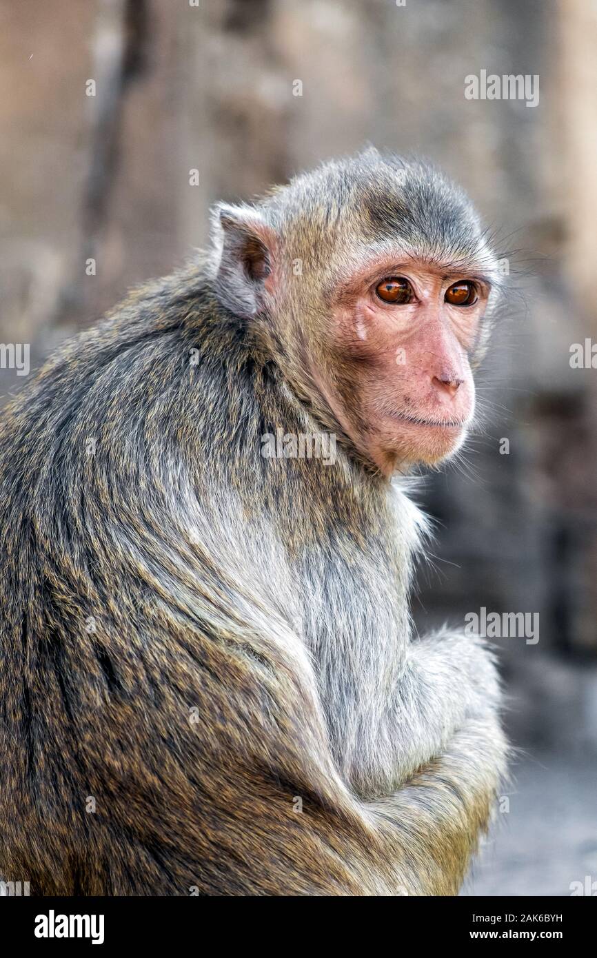Monkey sit hi-res stock photography and images - Alamy