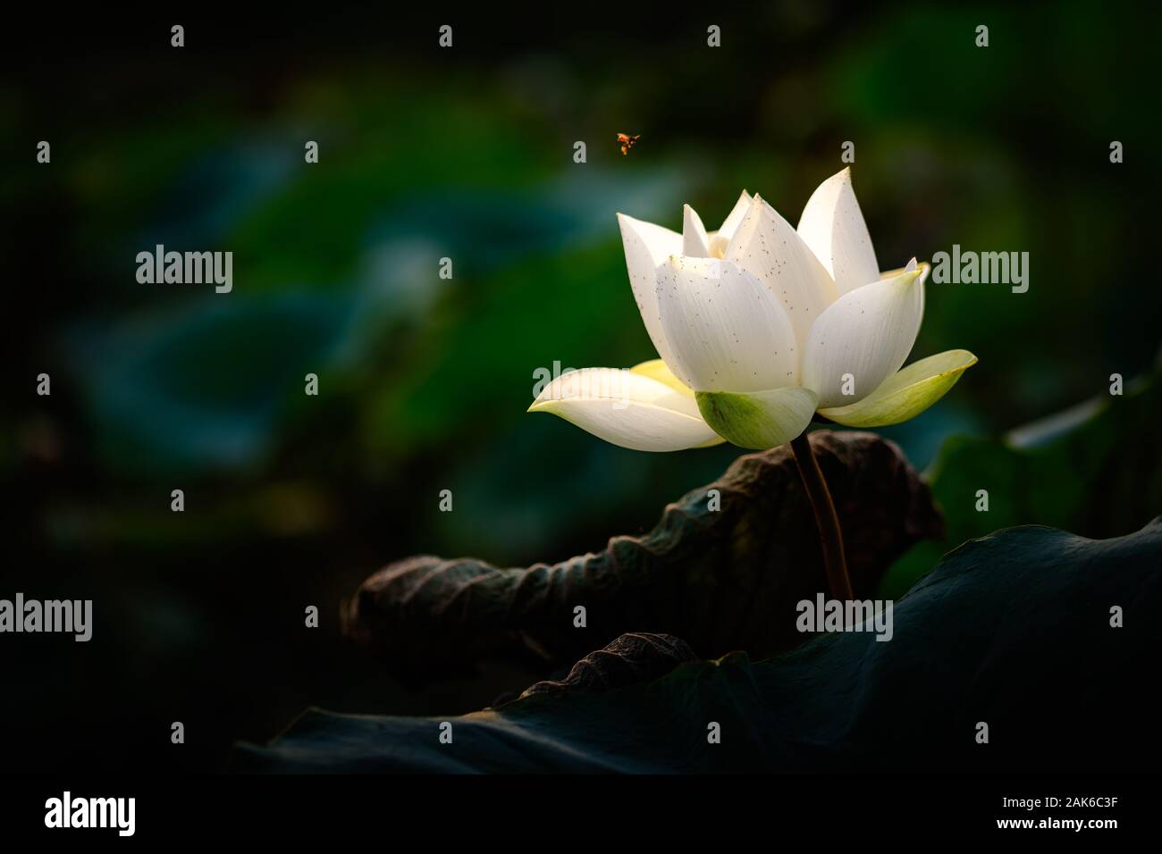 White Lotus Flower and Flying Bee on a Dark Background Stock Photo - Alamy