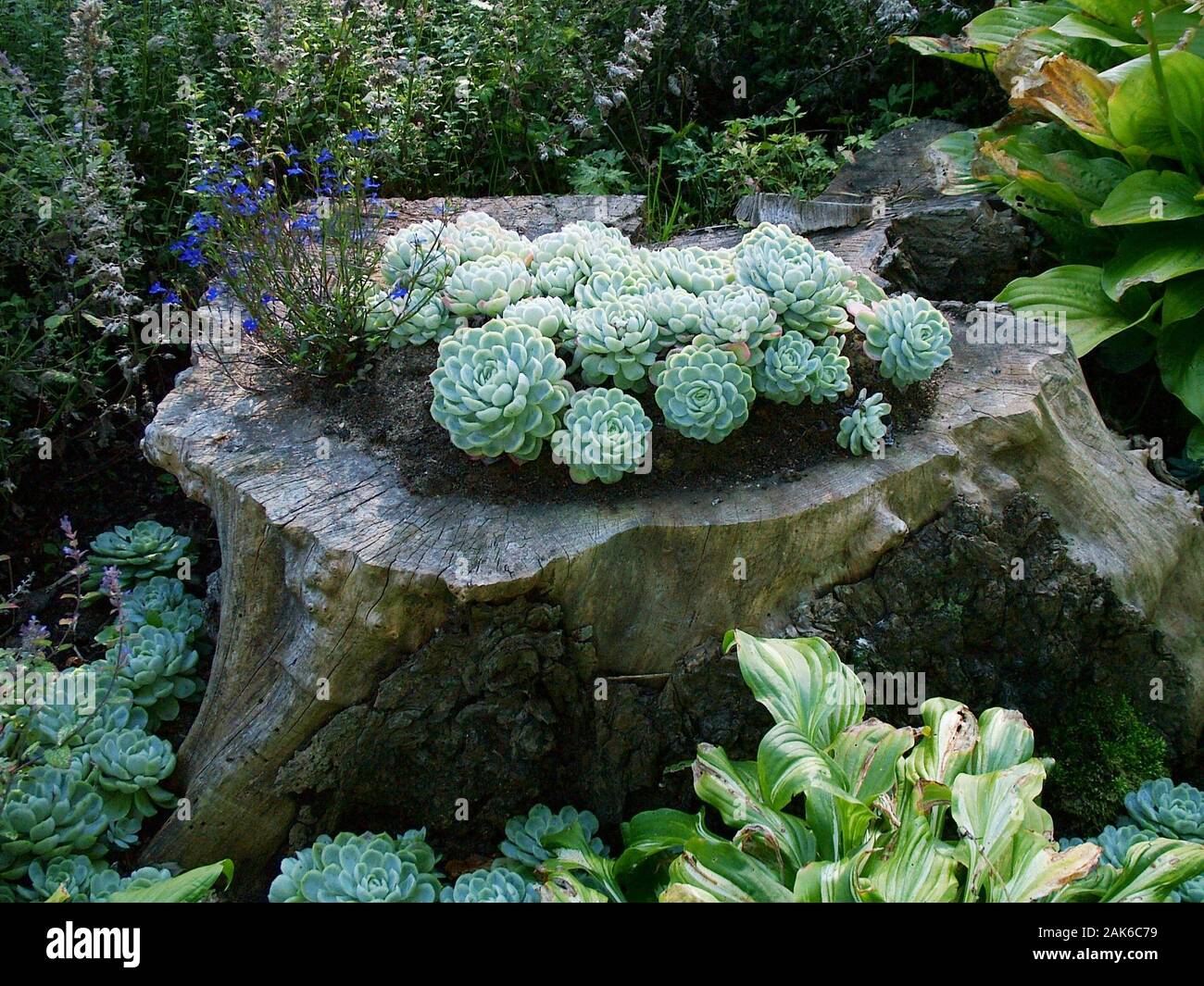 Roof onion hi-res stock photography and images - Alamy