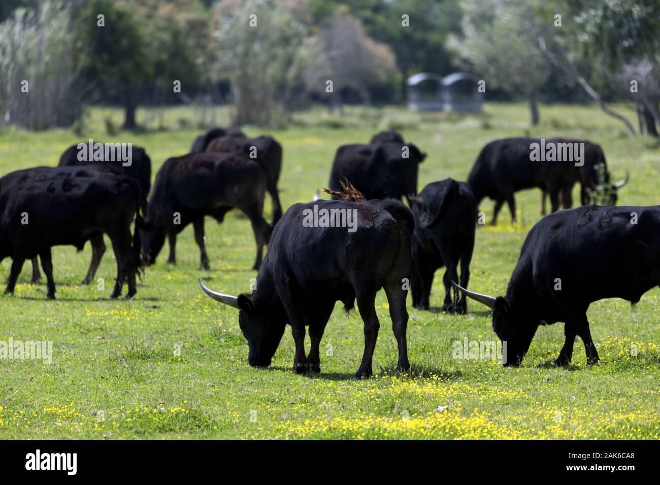 Stiere hi-res stock photography and images - Alamy