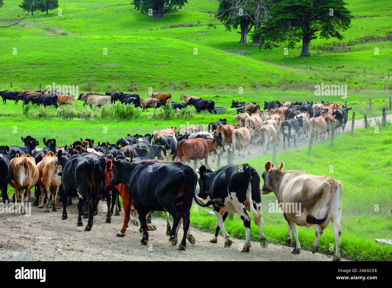 Rinderherde hi-res stock photography and images - Alamy