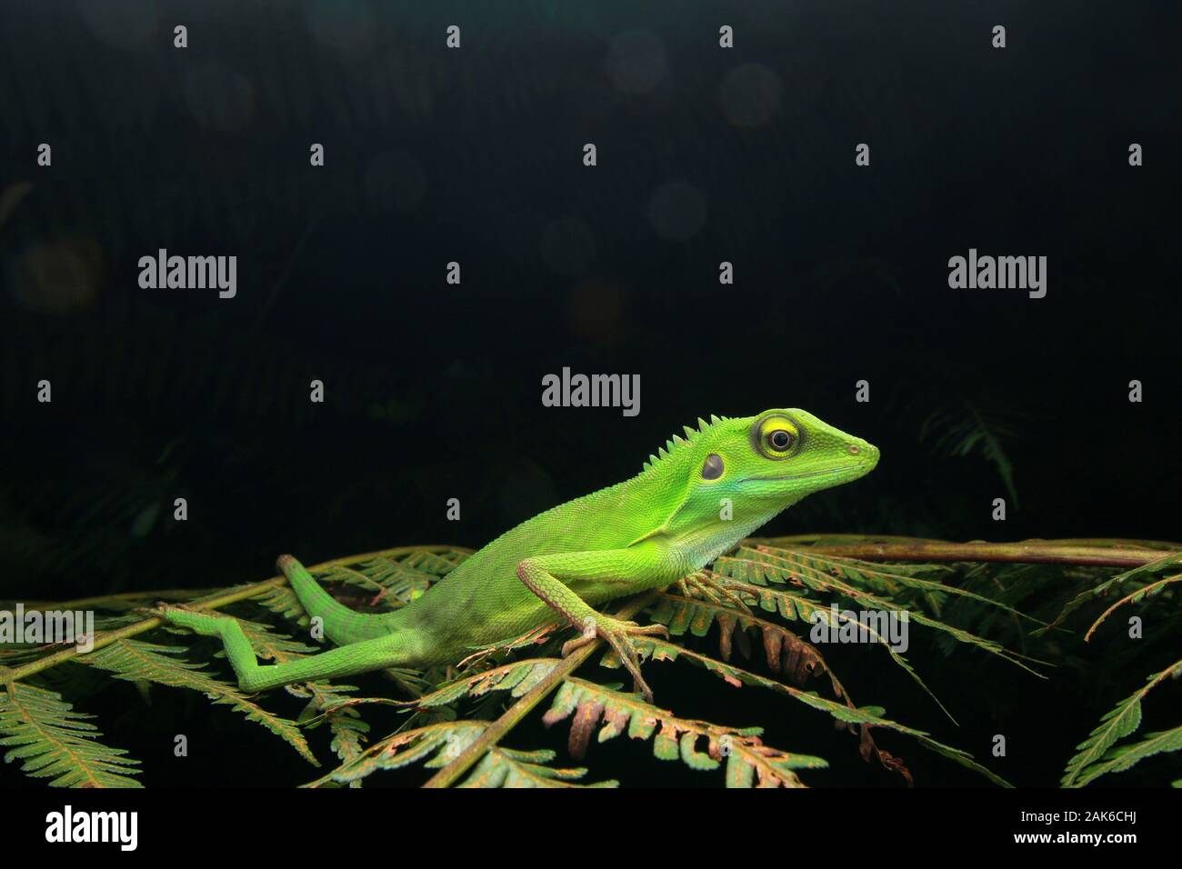 Green Crested Lizard, Bronchocela cristatella Stock Photo - Alamy