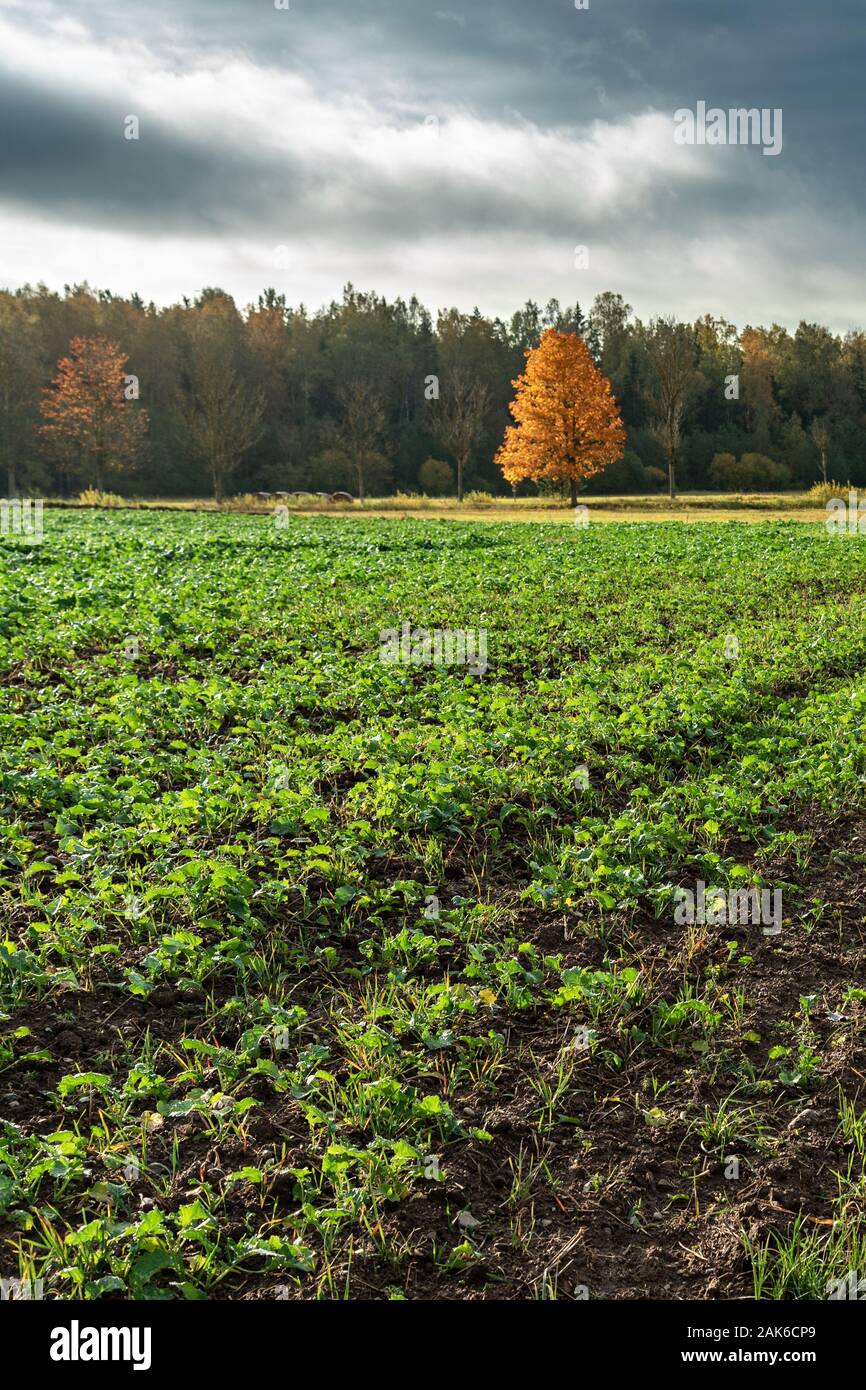 View to canola field in an autumn Stock Photo - Alamy