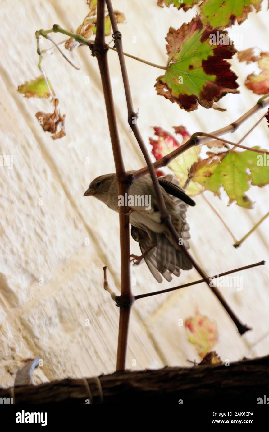 Black crown cheeks birds hi-res stock photography and images - Alamy