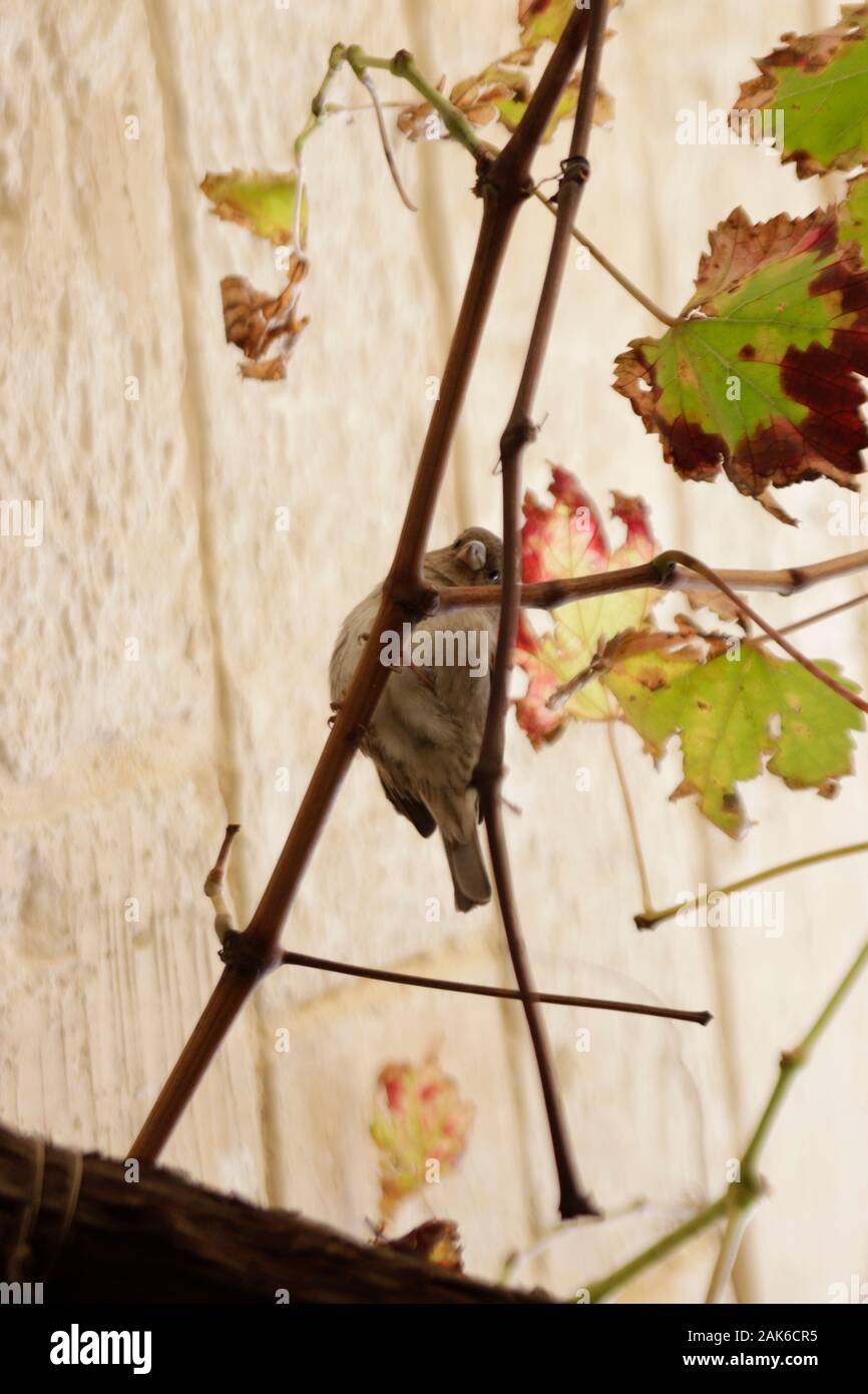 Mostaisland hi-res stock photography and images - Alamy