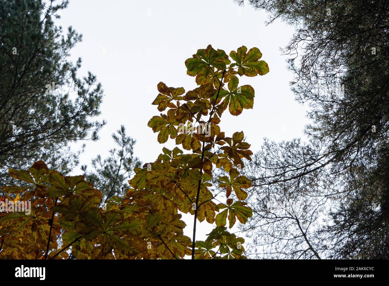 A horse chestnut tree (Aesculus hippocastanum) in autumn Stock Photo ...