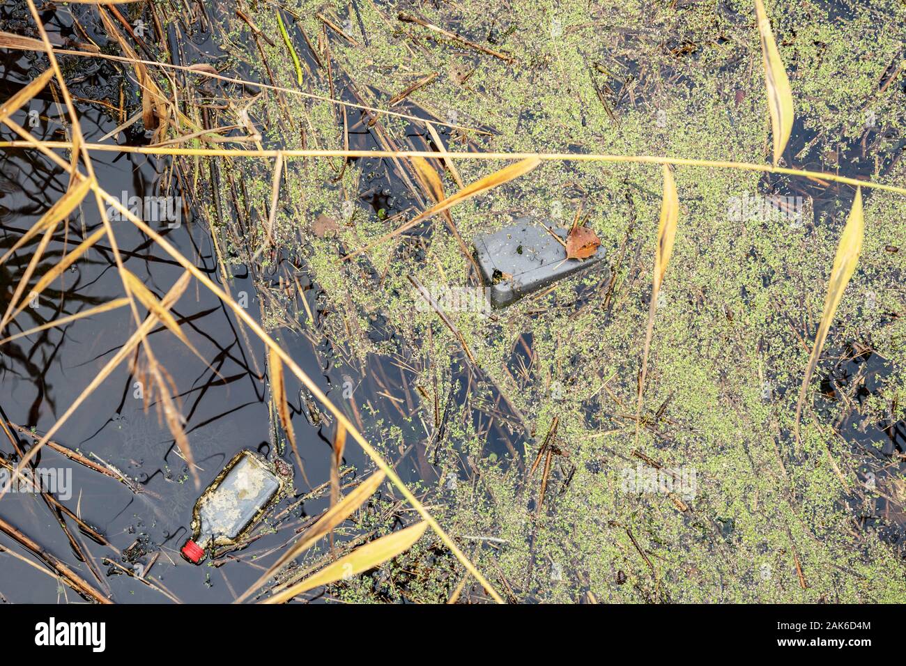 Water surface of motionless water with algae Stock Photo - Alamy