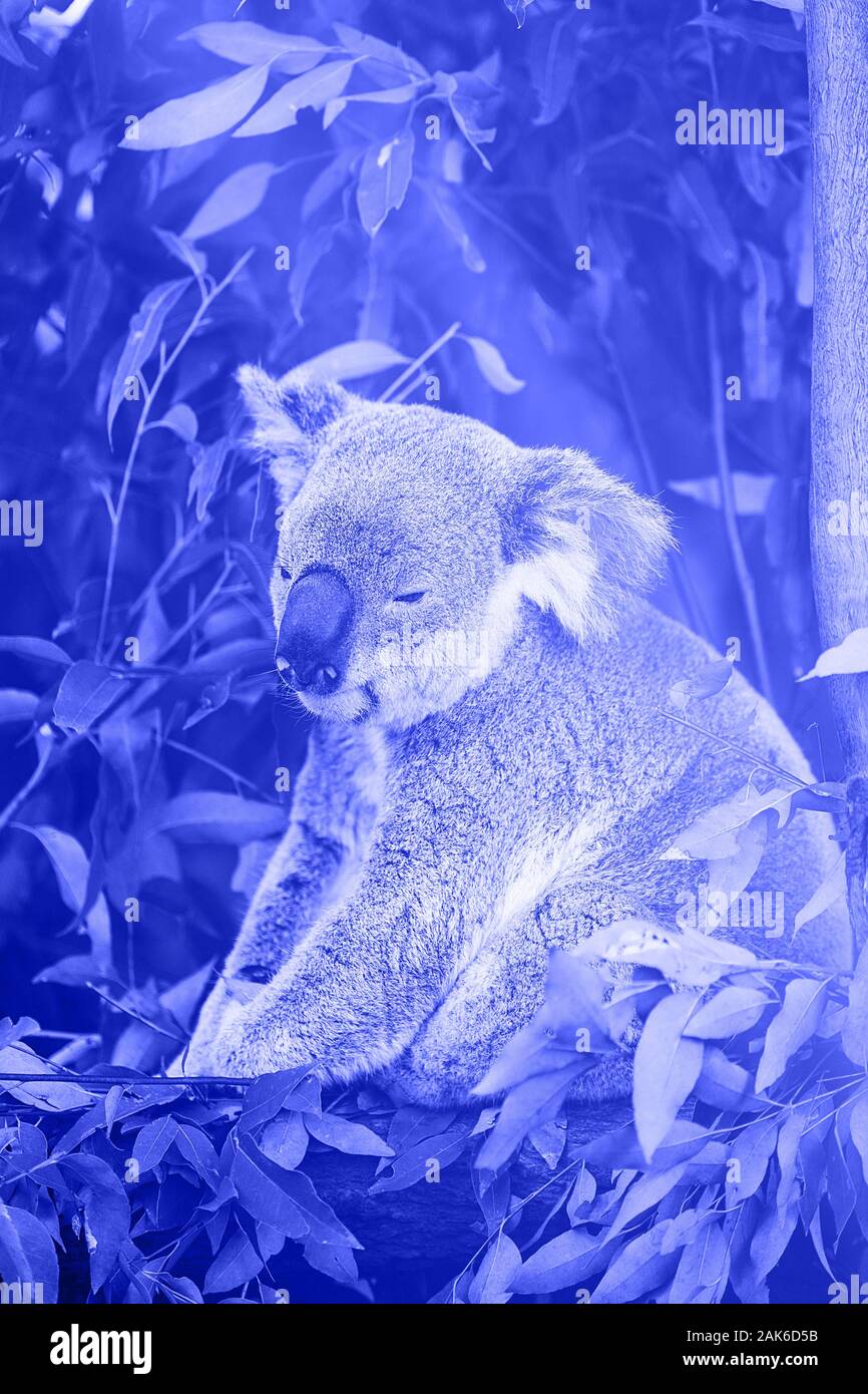 koala in blue IV, brisbane Stock Photo - Alamy