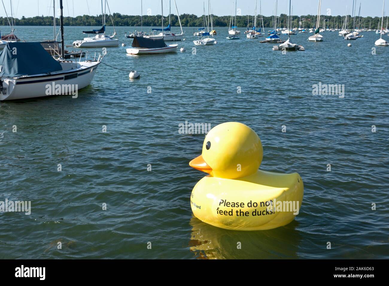 Please Feed Ducks High Resolution Stock Photography and Images - Alamy