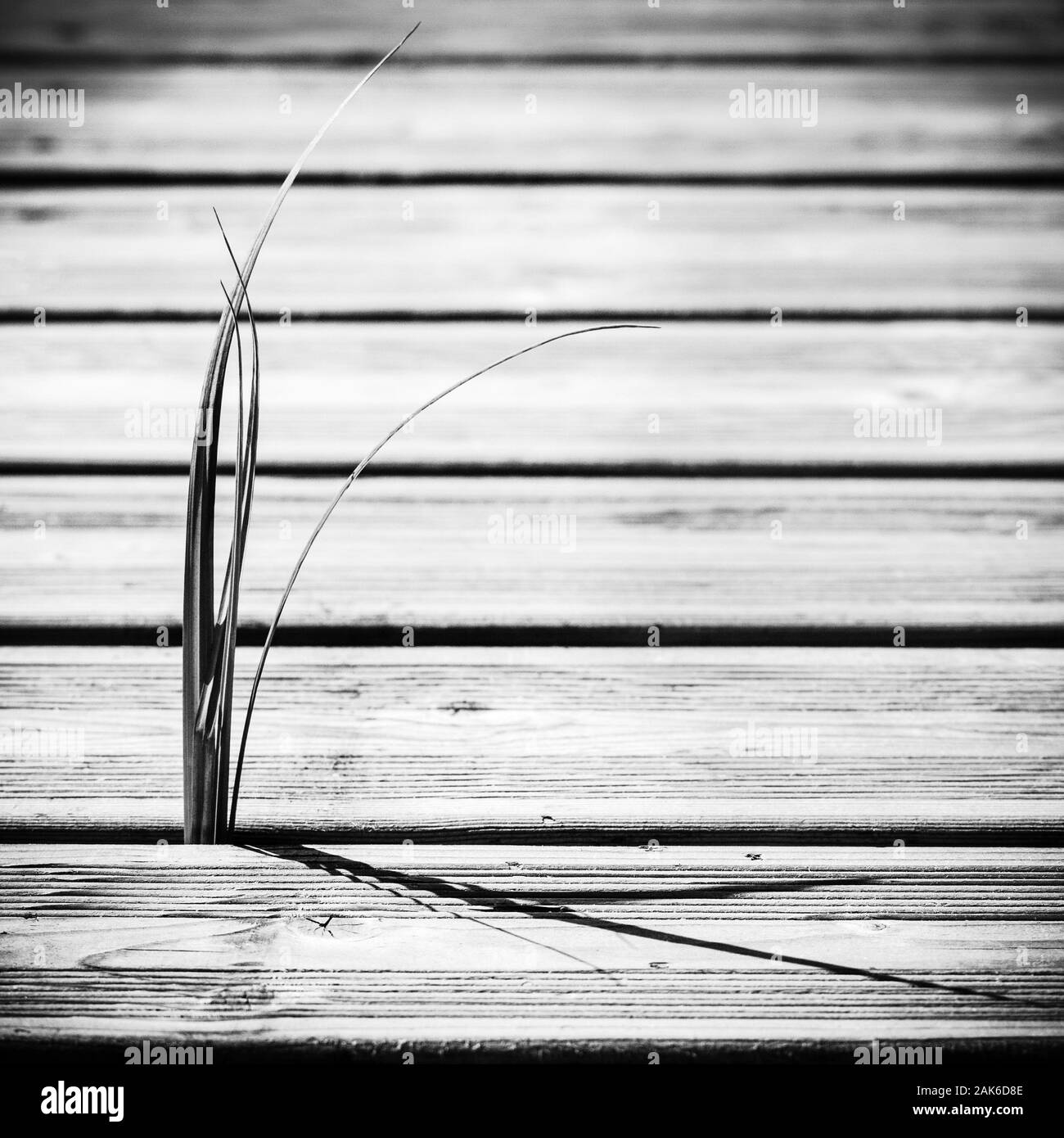 One grass is growing through planks on pathway Stock Photo - Alamy