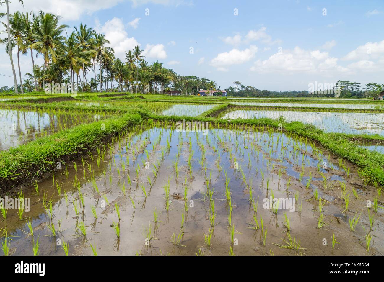View of rice fields detail in Bali, Indonesia, Asia Stock Photo - Alamy