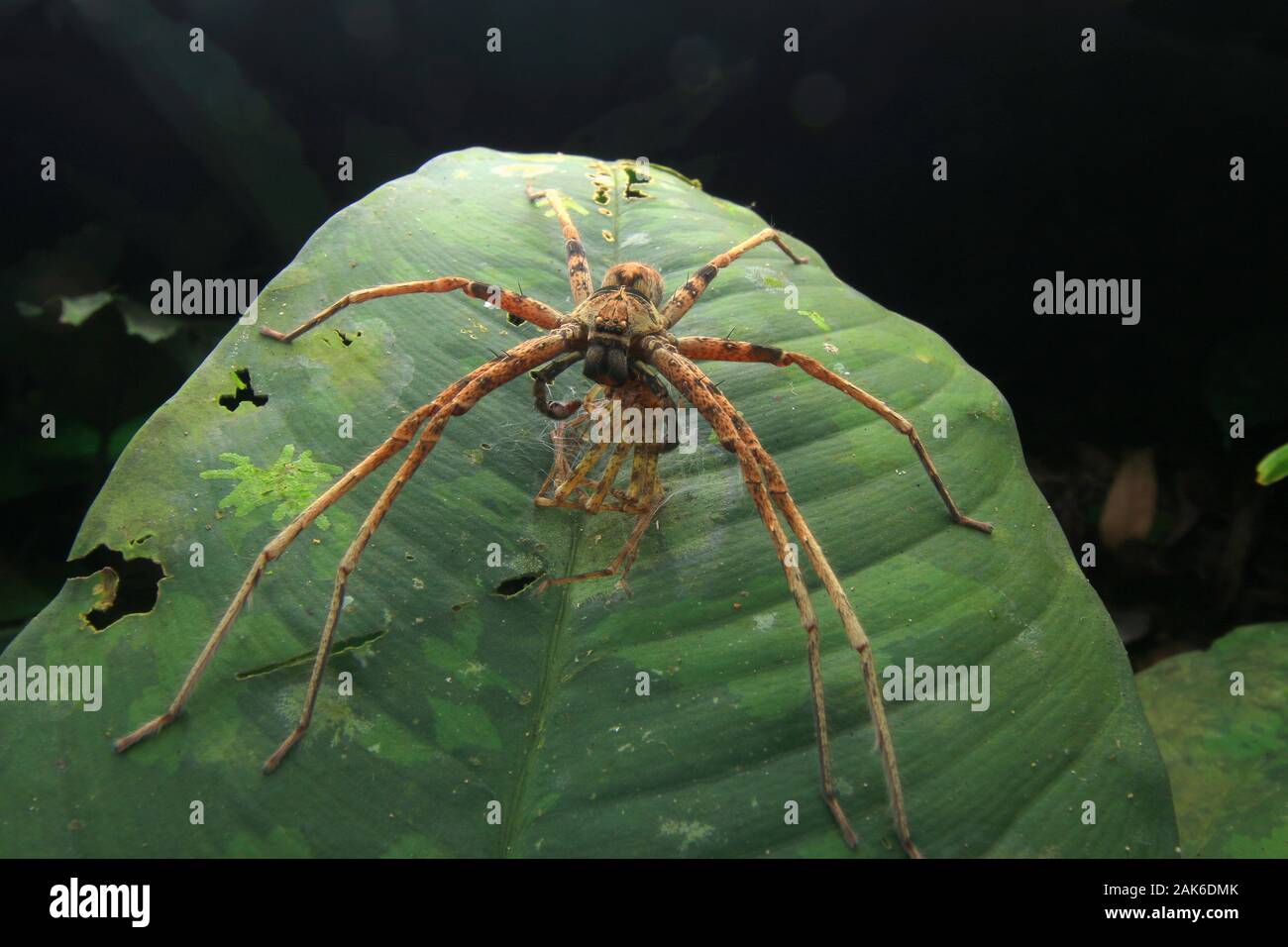 Big spider feeding on smaller spider Stock Photo - Alamy