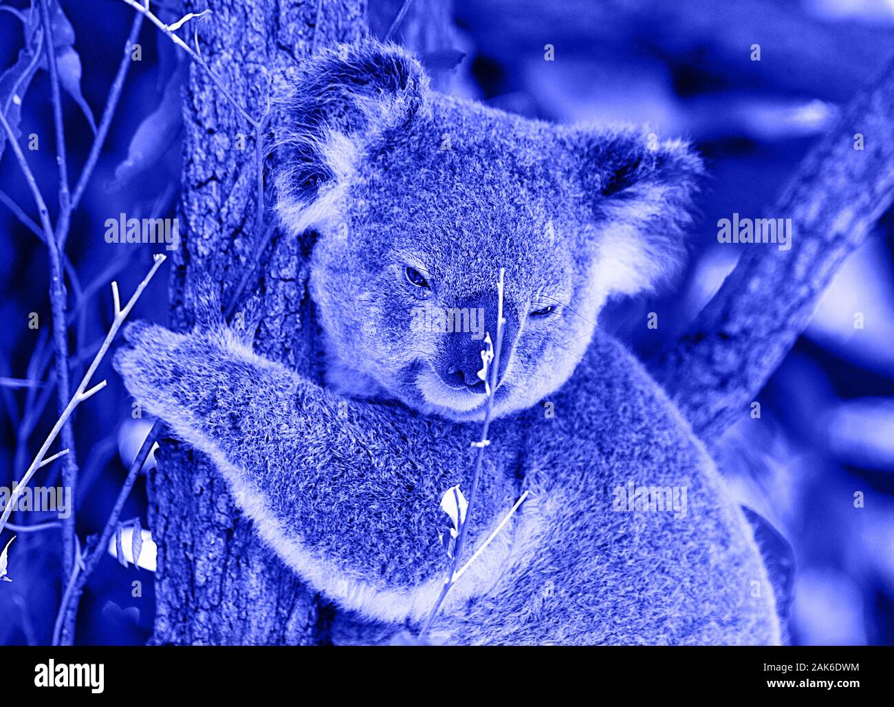 koala V in blue, brisbane Stock Photo - Alamy