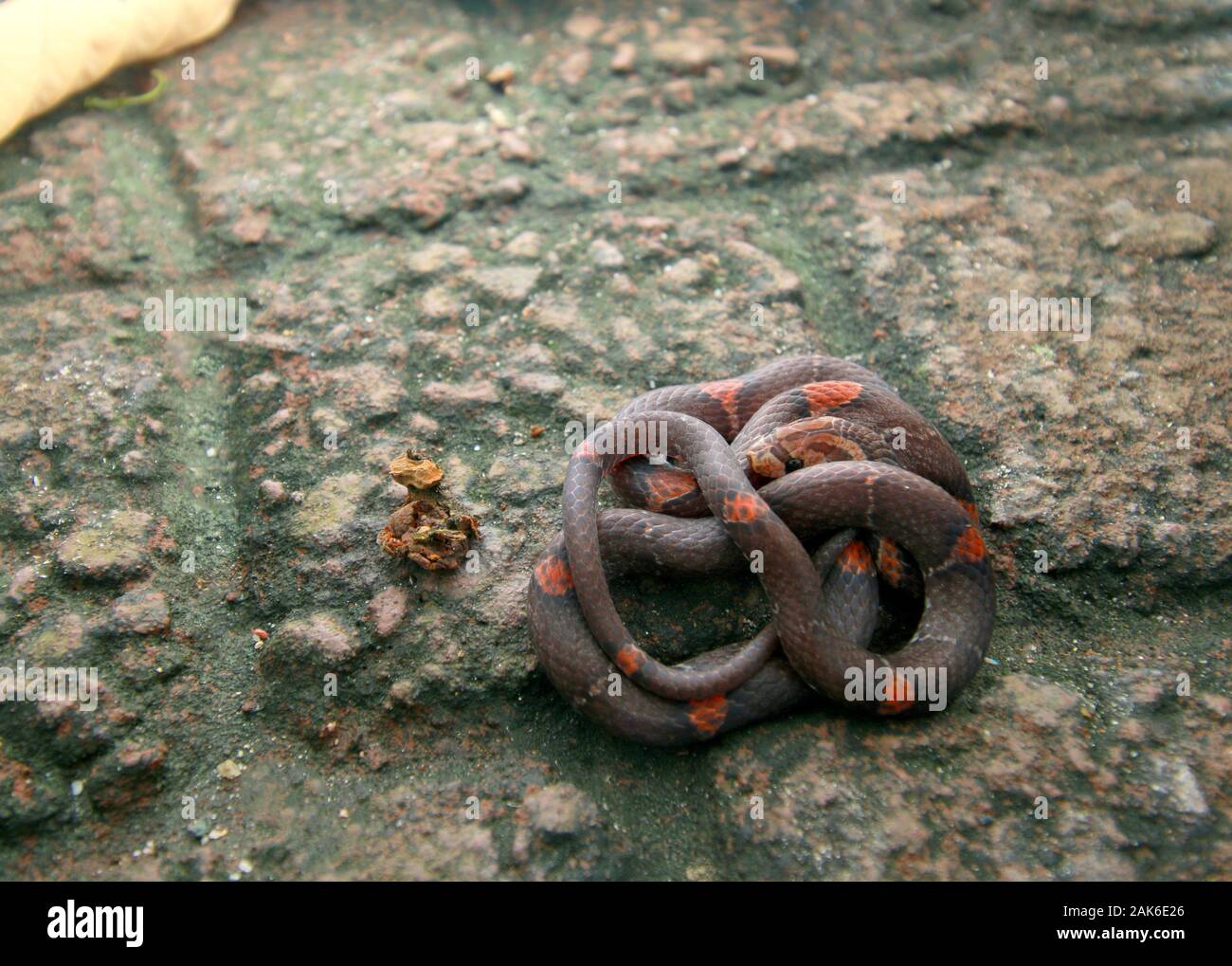 Fanged creatures hi-res stock photography and images - Alamy