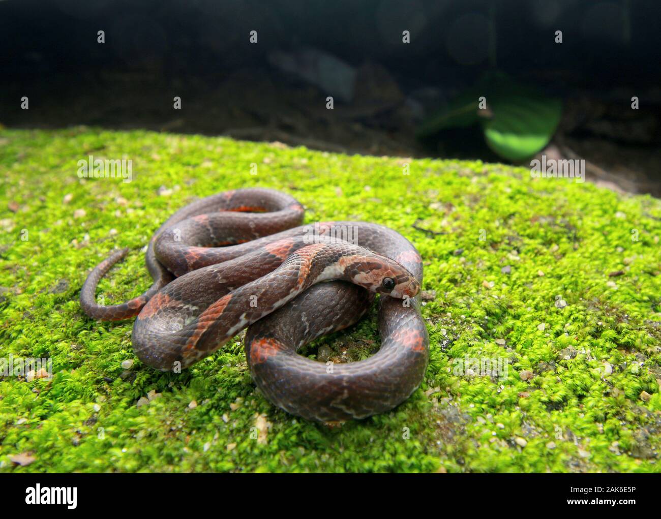 Barred Kukri Snake, Oligodon signatus is a snake from the kukri-fanged ...