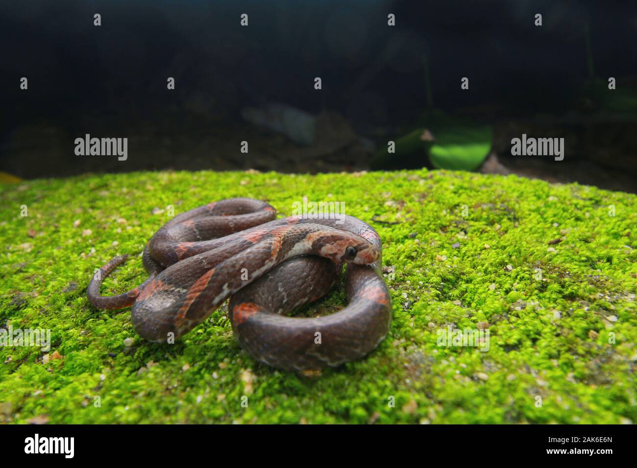 Kukri snakes of malaysia hi-res stock photography and images - Alamy