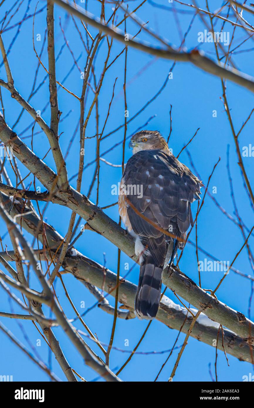 Smallest hawk hi-res stock photography and images - Alamy