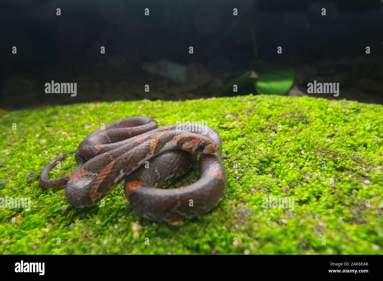 Barred Kukri Snake, Oligodon signatus is a snake from the kukri-fanged ...