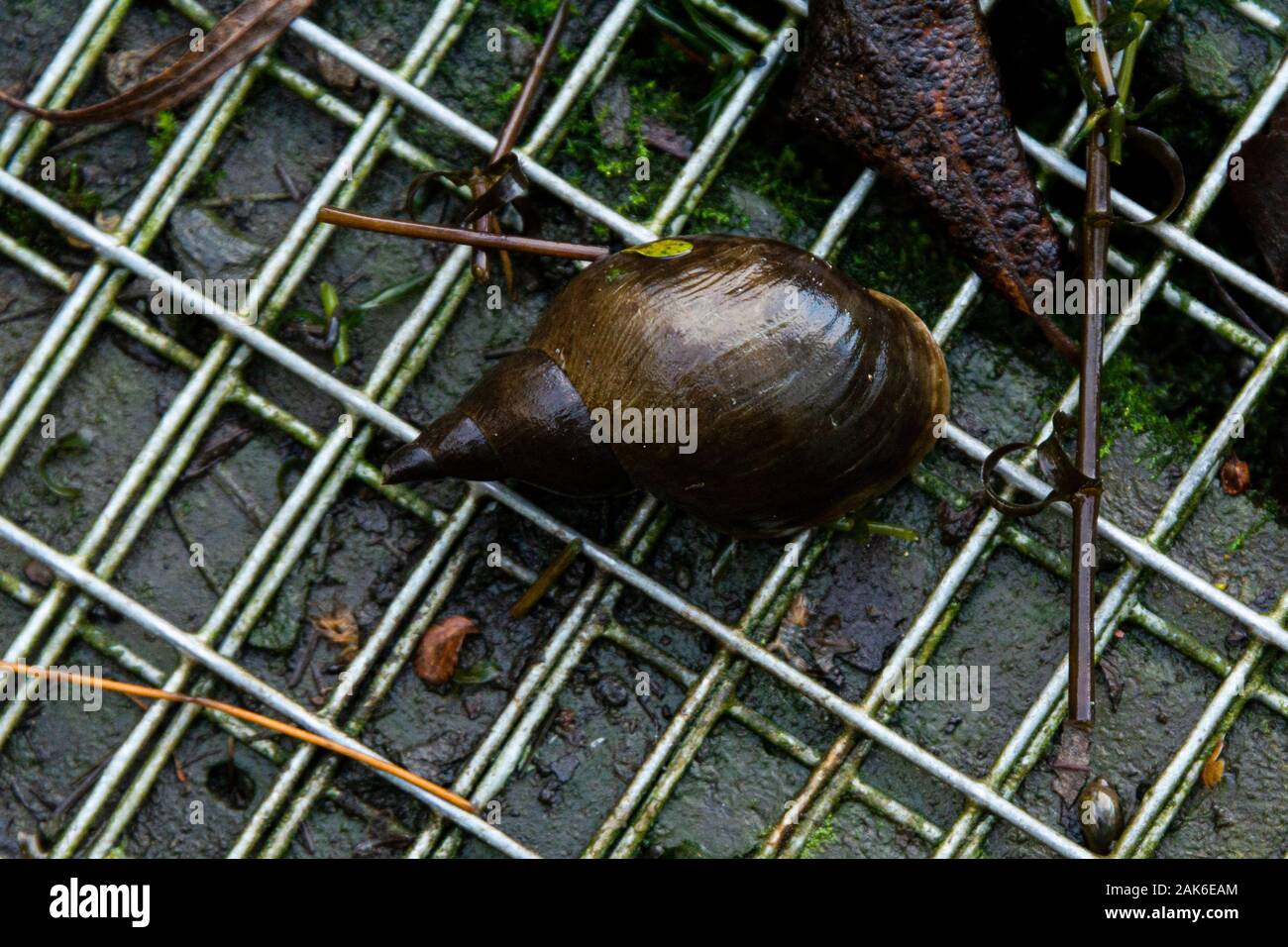 Lymnaea High Resolution Stock Photography and Images - Alamy