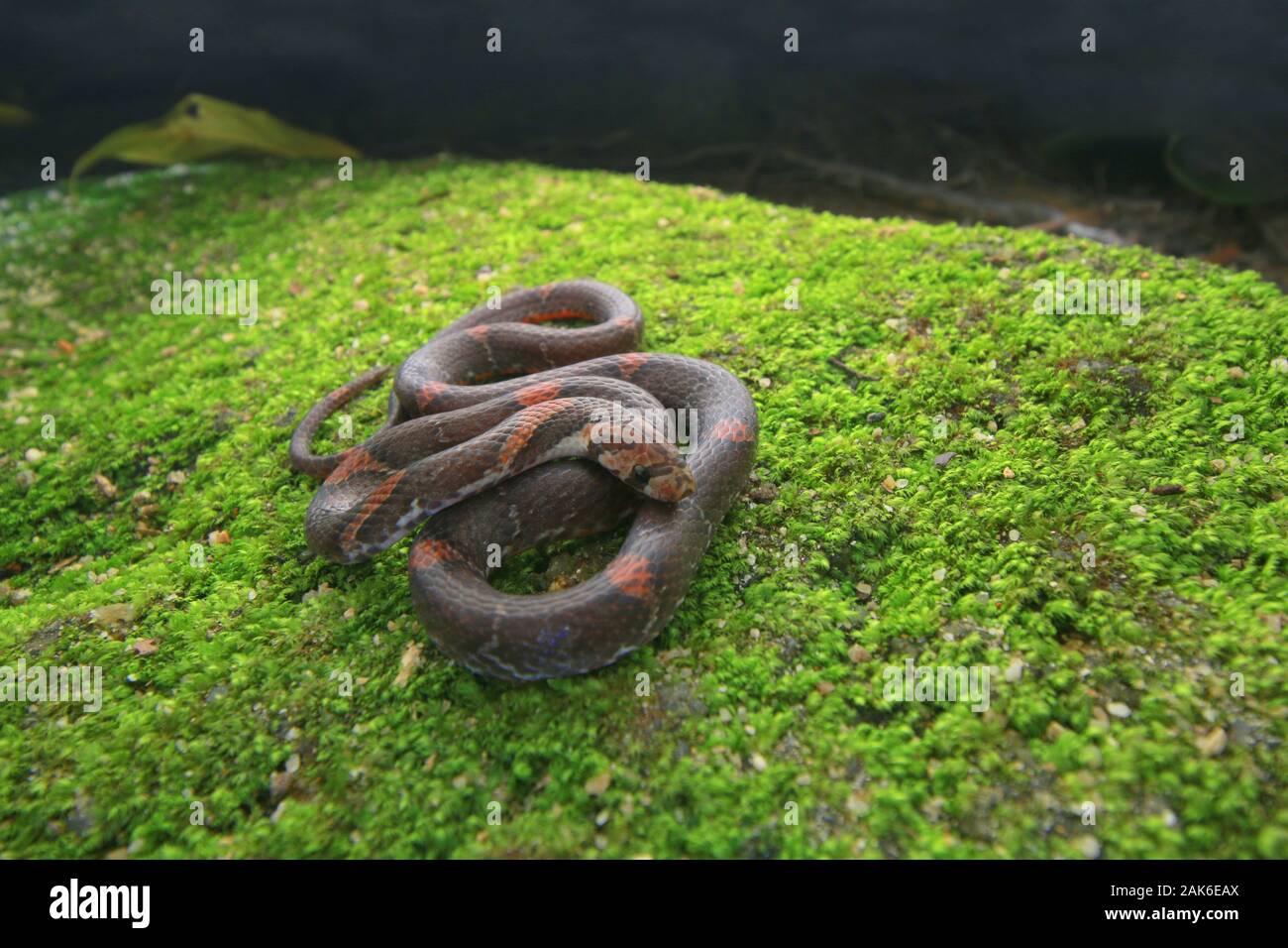 Barred Kukri Snake, Oligodon signatus is a snake from the kukri-fanged ...