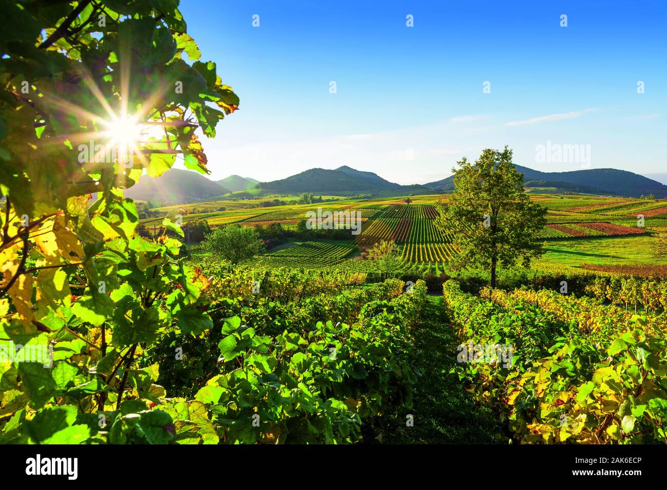 Naturpark Pfaelzerwald: Blick von der Kleinen Kalmit bei Ilbesheim ...