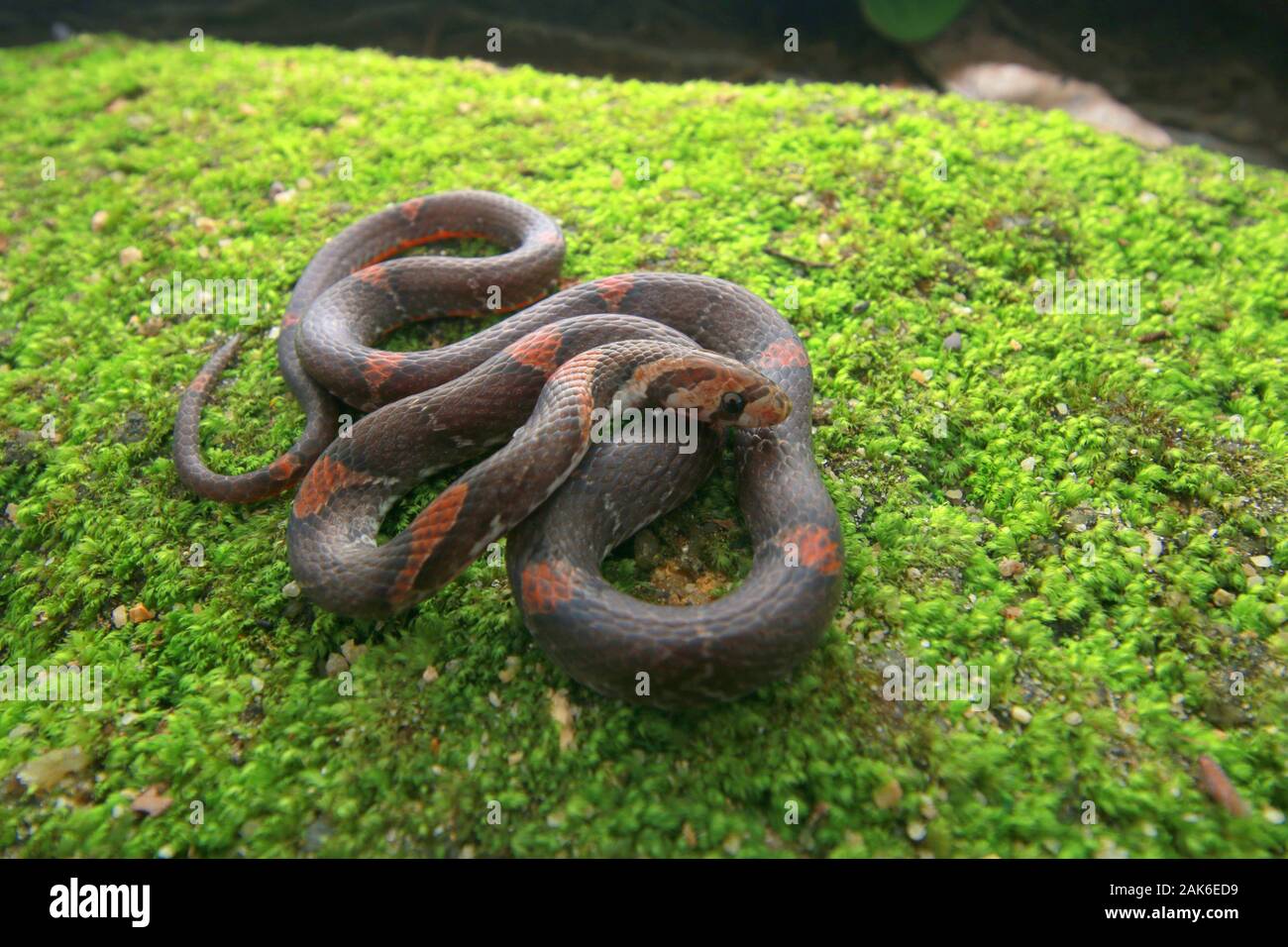 Barred Kukri Snake, Oligodon signatus is a snake from the kukri-fanged ...