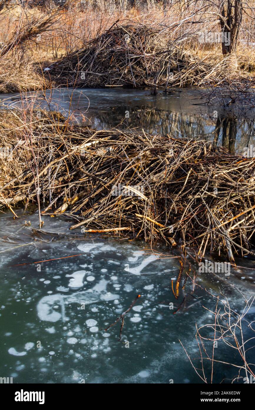 Active American Beaver Lodge with Beaver dam in foreground. Frozen ...