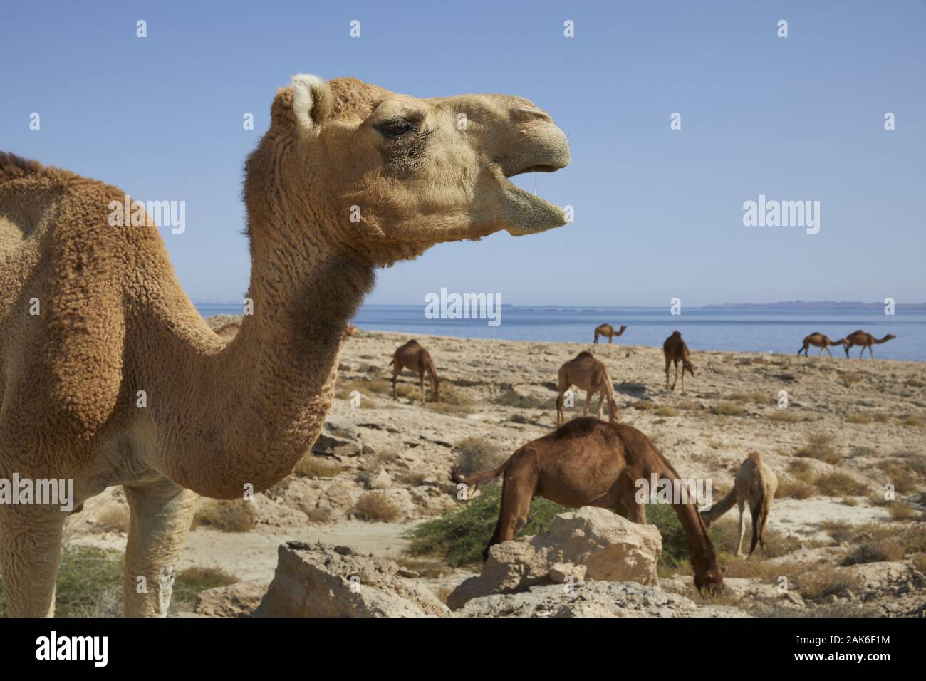 Insel Qeshm: freilaufende Kamele an der Kueste, Iran | usage worldwide ...