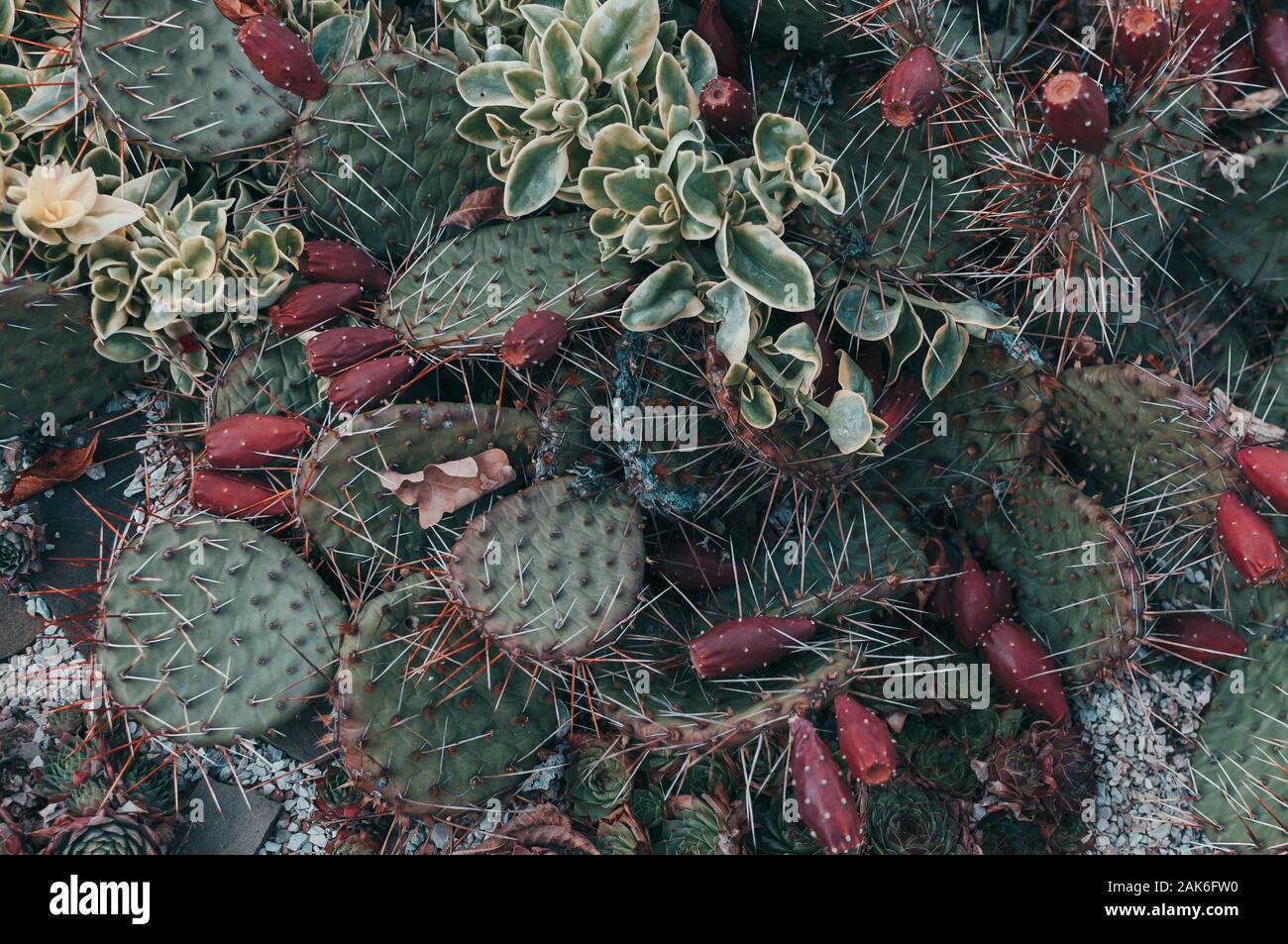 Genus aloe hi-res stock photography and images - Alamy