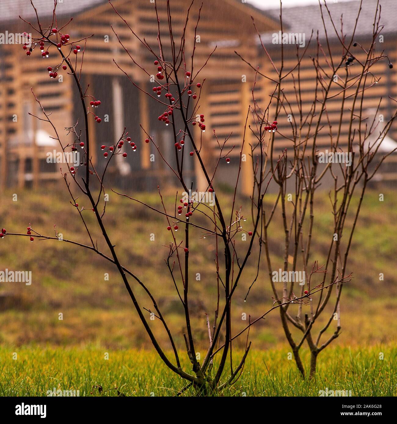 Close up of rainfall hi-res stock photography and images - Alamy