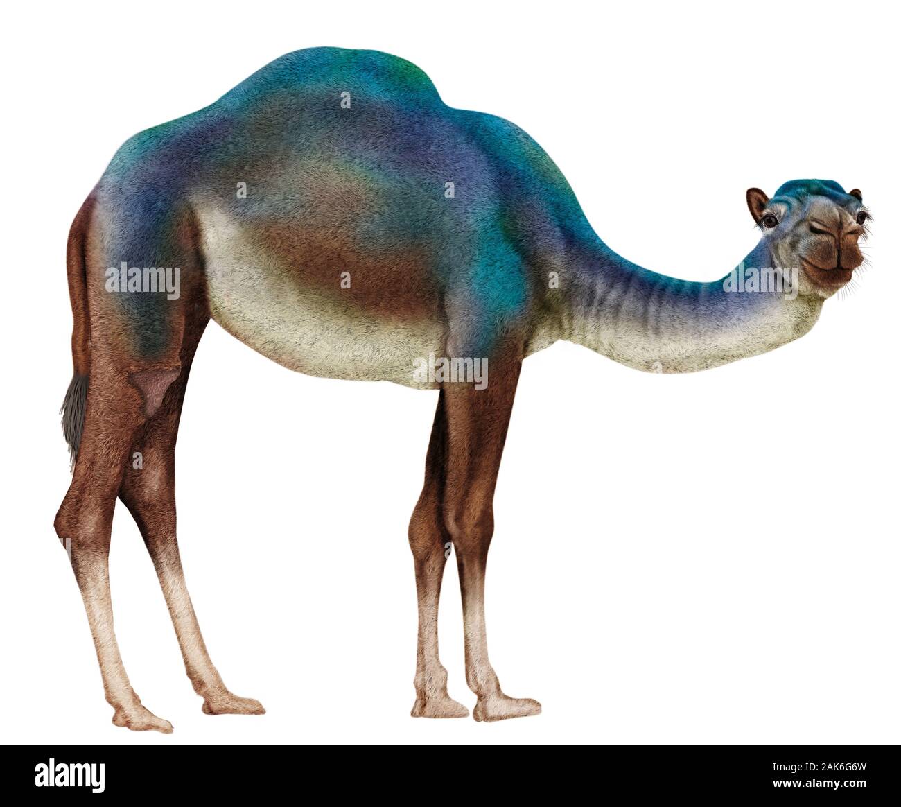 Camel realistic illustration Stock Photo - Alamy