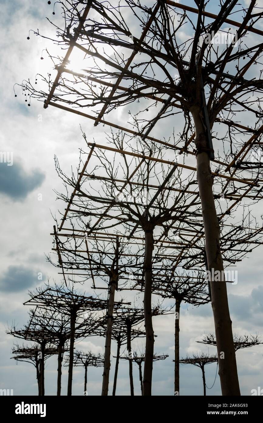 Forming of trees in a park Stock Photo - Alamy