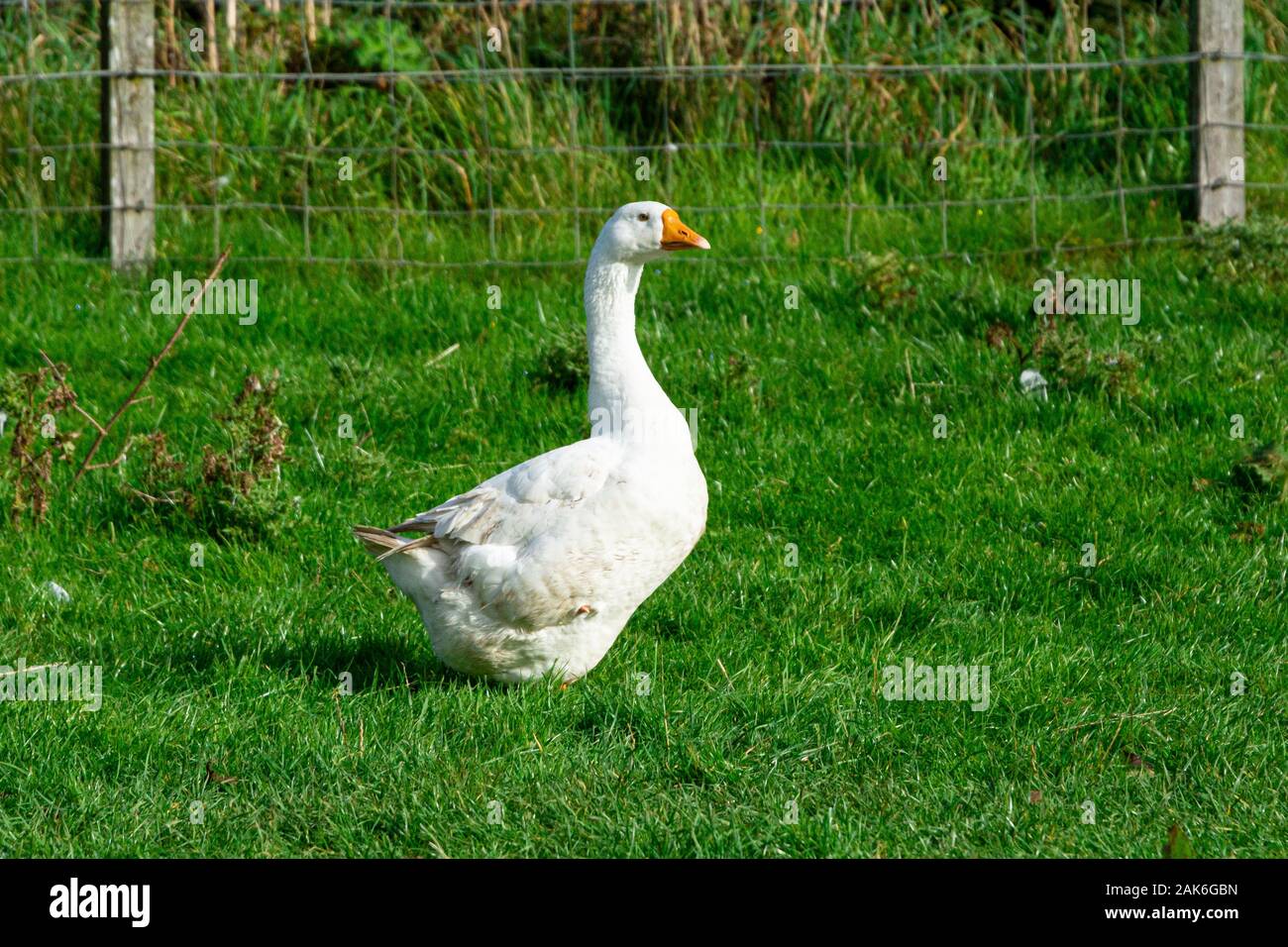 An Emden domesticated goose Stock Photo - Alamy