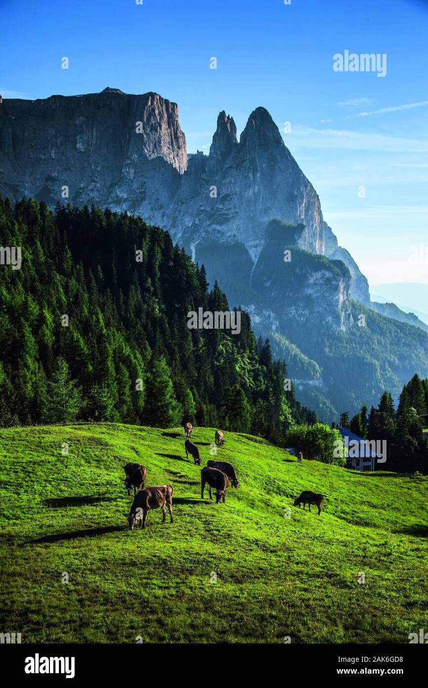 Seiser Alm: Schlern mit der vorgelagerten Euringer- und Santnerspitze ...