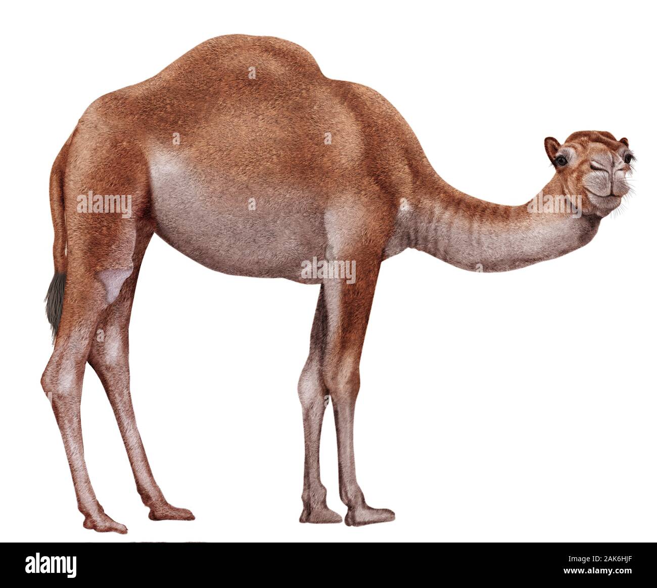 camel realistic illustration Stock Photo - Alamy