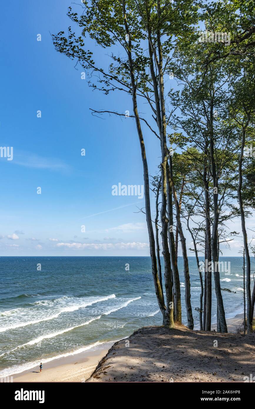 Orzechowo (Freihof): Strand und Buchenwald, Danzig | usage worldwide ...