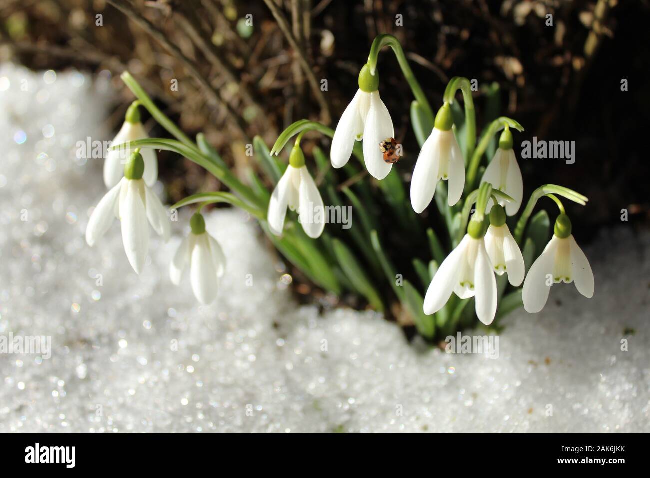 The picture shows snowdrops and a ladybird Stock Photo - Alamy