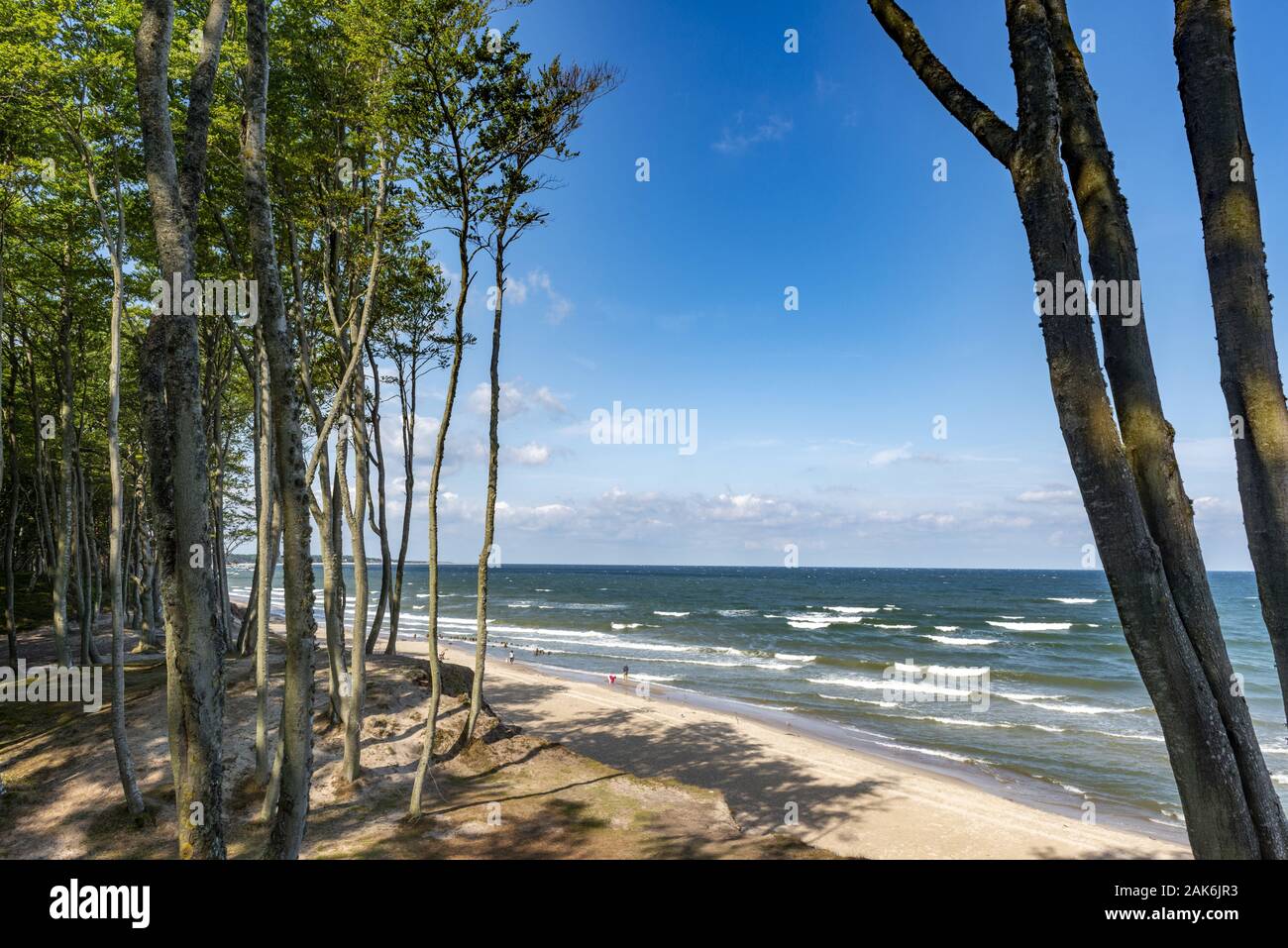 Orzechowo (Freihof): Strand und Buchenwald, Danzig | usage worldwide ...