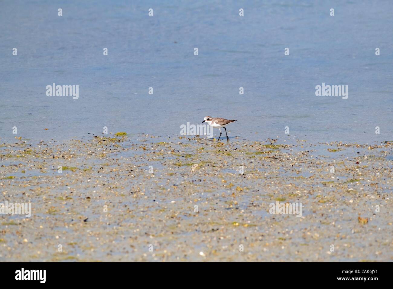 Small bird eating by low tide in a the mangrove Stock Photo - Alamy
