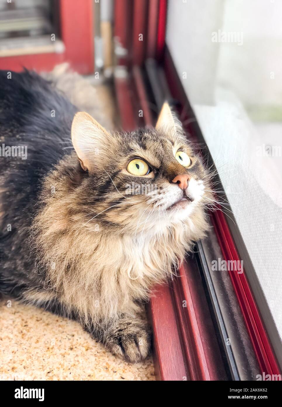 Domestic cat hunting Stock Photo - Alamy