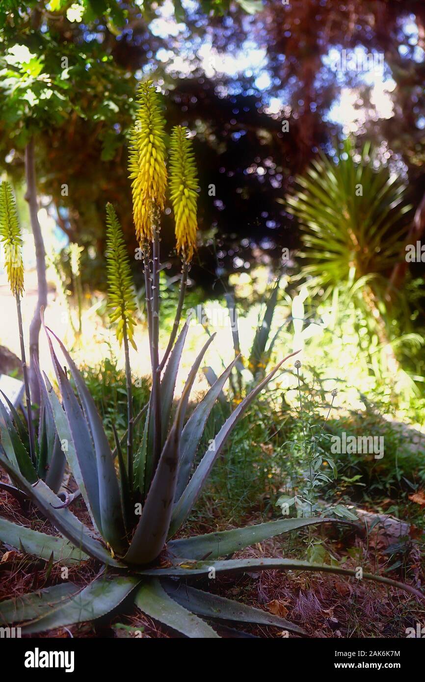 Blooming yellow aloe vera Arborescens in the botanical garden of Haifa ...
