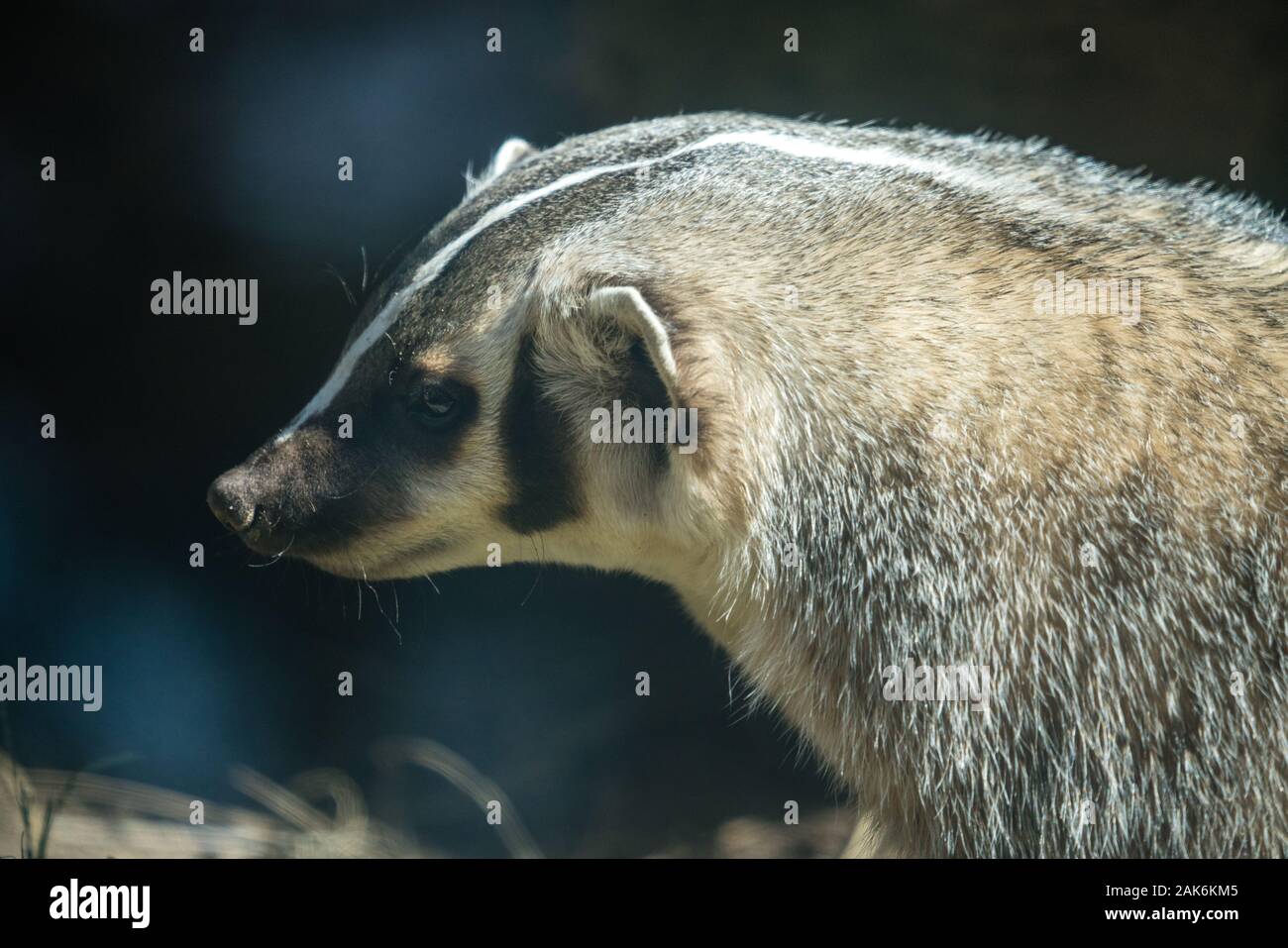 American Badger in close up Stock Photo - Alamy