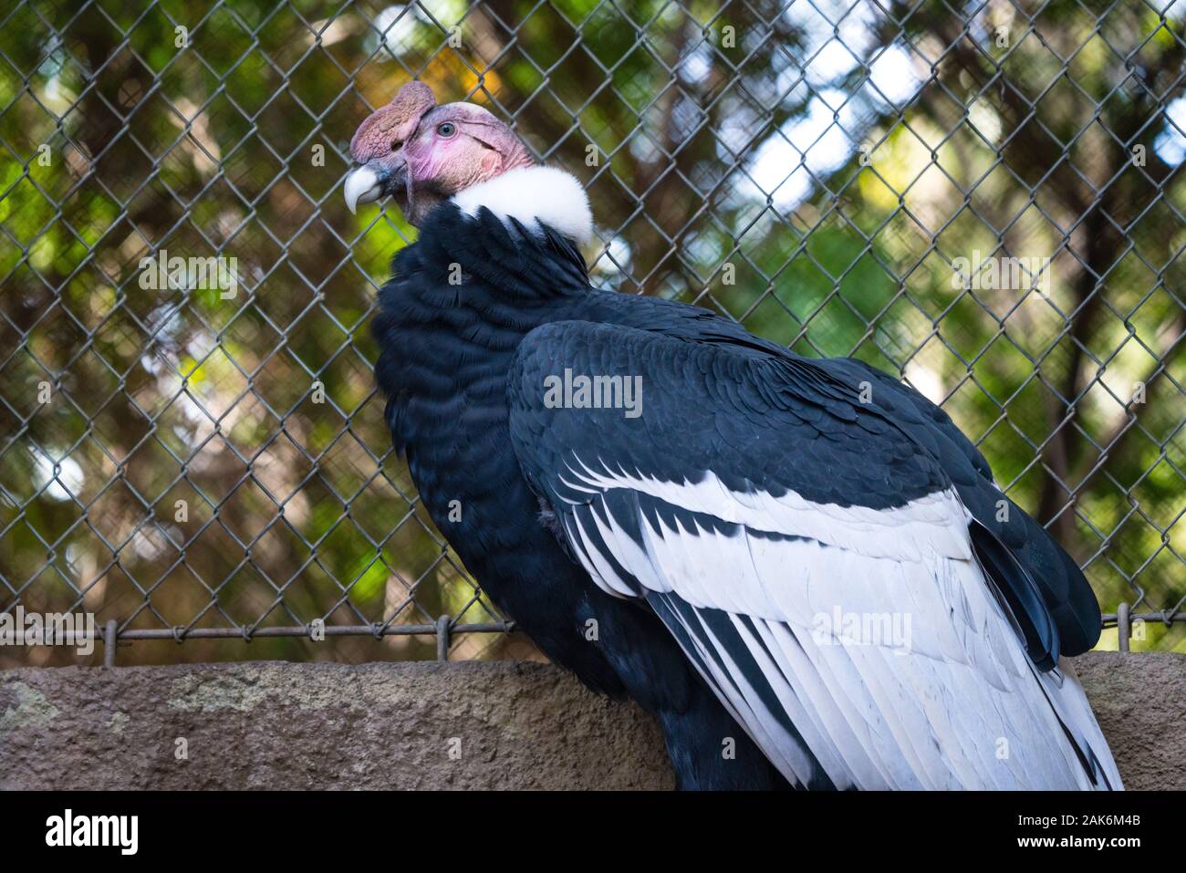 A large Andean Condor perched in a zoo cage poses for the camera Stock ...