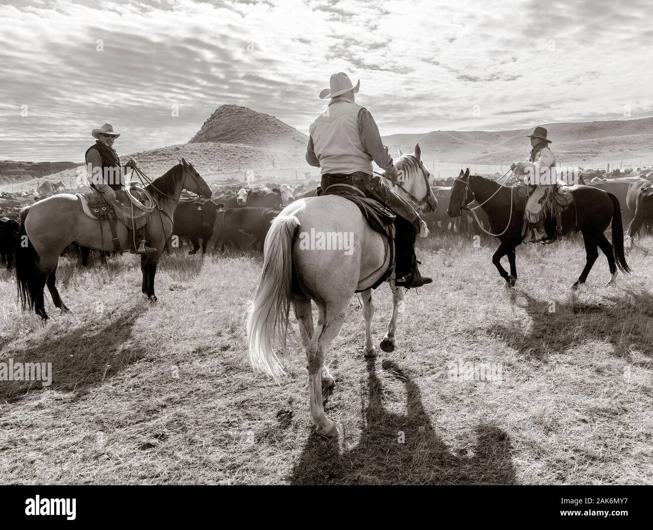 Cowgirl herding cattle hi-res stock photography and images - Alamy