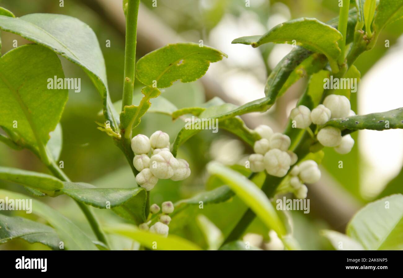 Kaffir lime flower tropical plant and herb blooming in garden Stock ...