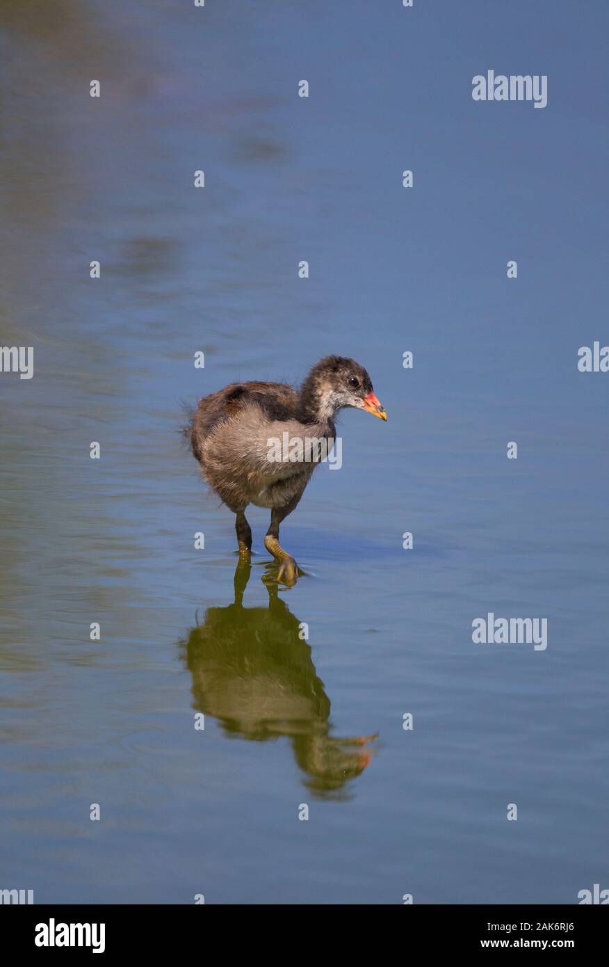 Juvenile moorhen uk hi-res stock photography and images - Alamy