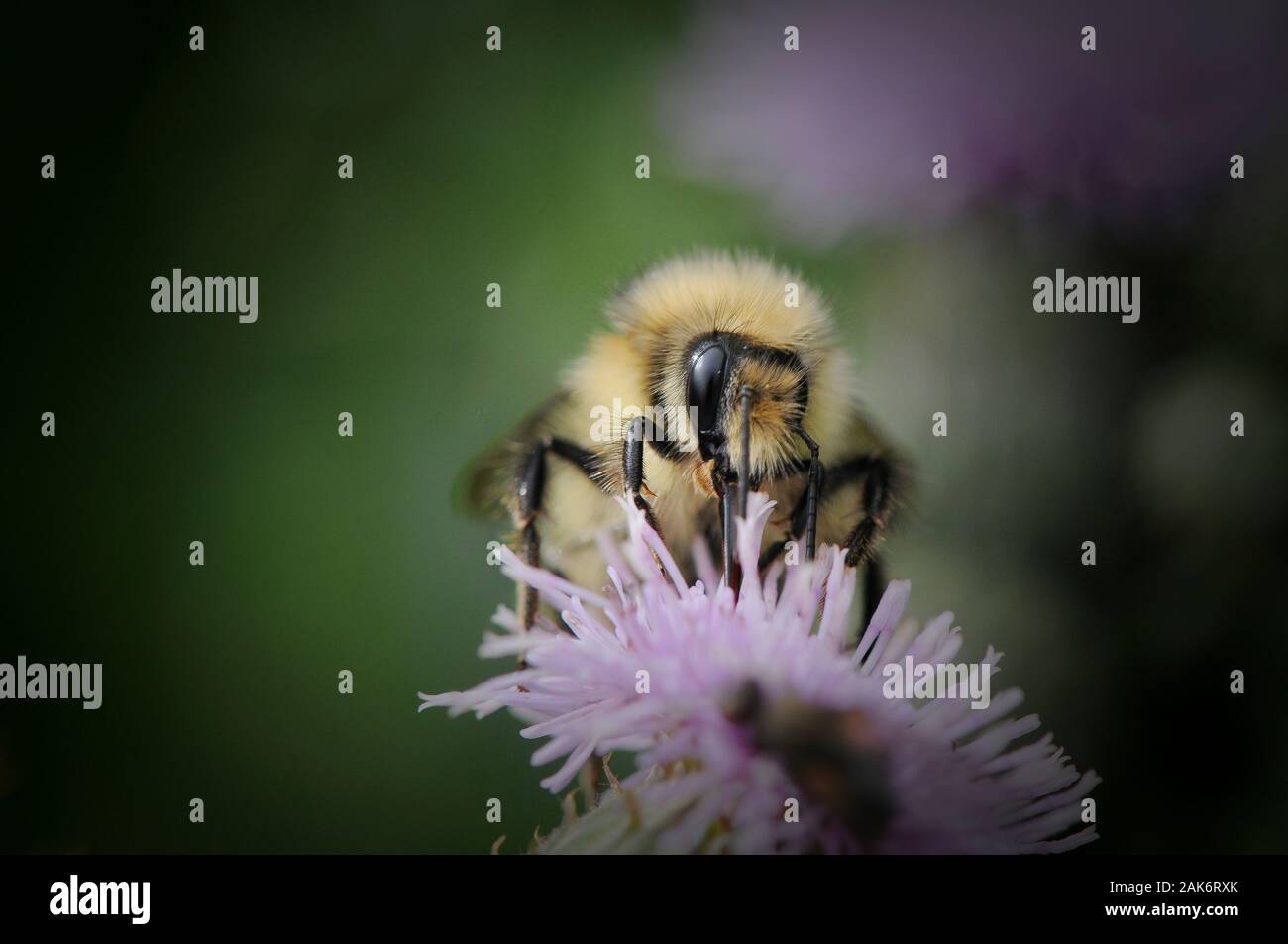 Ants as pollinators hi-res stock photography and images - Alamy