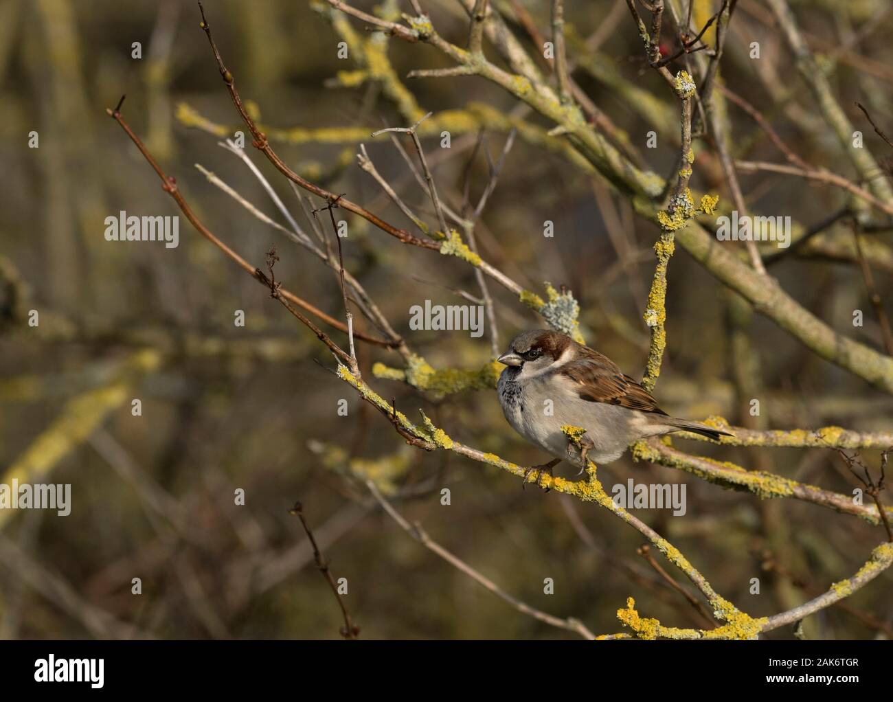 Slimbridge passerines hi-res stock photography and images - Alamy